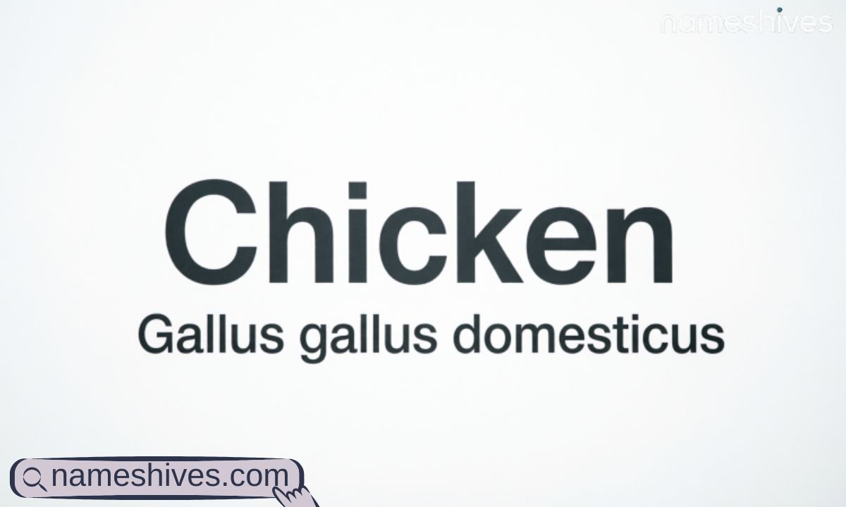 Chicken Scientific Name, Species, and Hen Biological Classification